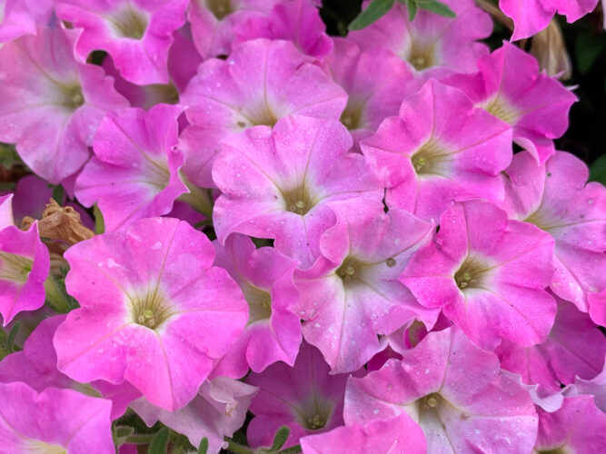 The AP’s gardening expert has a list of 10 top-performing new plants ...